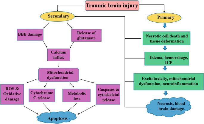 Understanding Pathophysiological Changes of Traumatic Brain Injury ...
