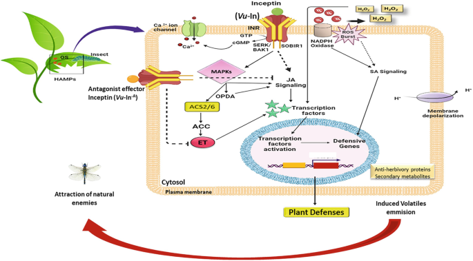 Inceptin: Exploring Its Role as a Peptide Elicitor in Plant Defense ...