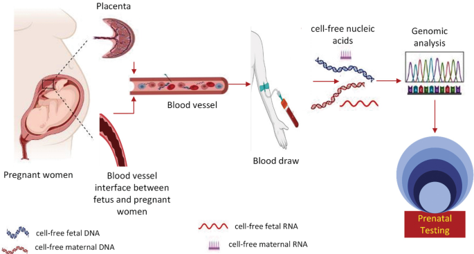 Fetal Origin Circulating Cell-Free Nucleic Acids in Maternal ...