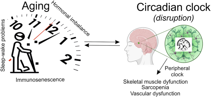 Circadian System and Ageing in Rodent Models | SpringerLink