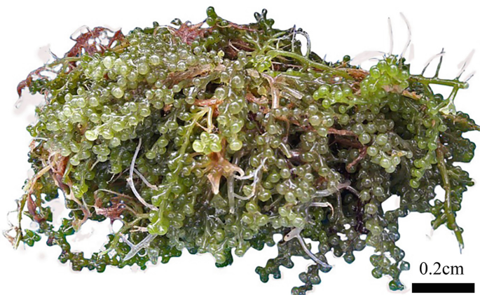 Caulerpa lentillifera Sea Grape: A Promising Source of Bioactive ...