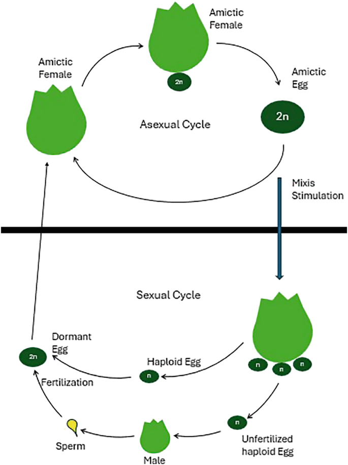 The Importance of Rotifer as Live Feed in Mariculture | SpringerLink