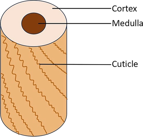 Anatomy and Physiology Diversity of Hair: A Multidisciplinary Approach ...