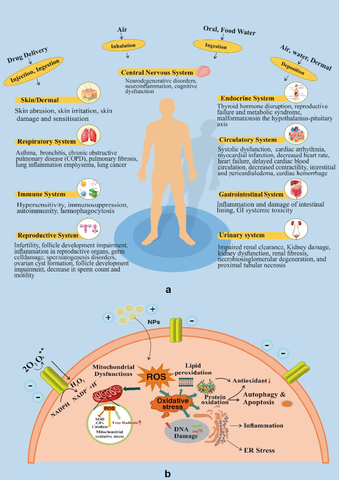 Nanotoxicology: A Threat to the Environment and Human Health | SpringerLink