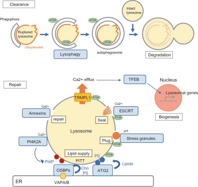 Pathways to Repair or Remove Lysosomes Damaged by Extracellular Fine ...