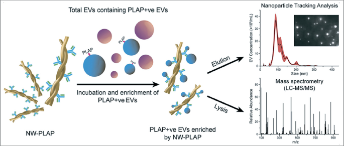 Extracellular Vesicle Isolation and Analysis Using Nanowires | SpringerLink