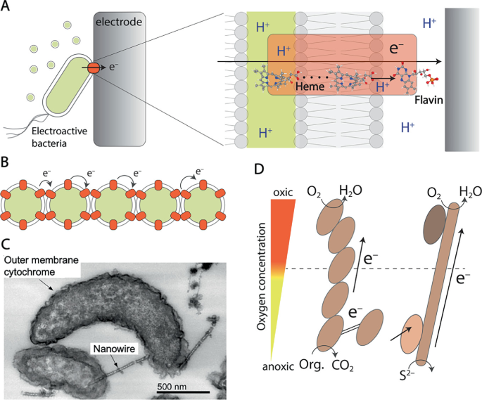 Harnessing DNA and Energy Cargo: Unveiling the Active Biogenesis and ...