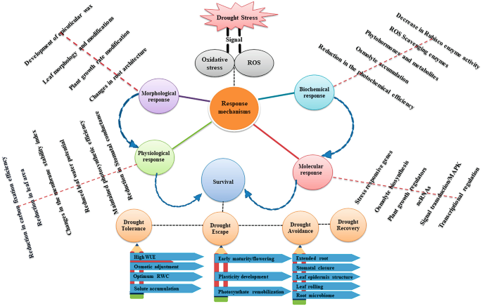 microRNAs as Cogent Buttons for Mediating Drought Stress Tolerance in ...