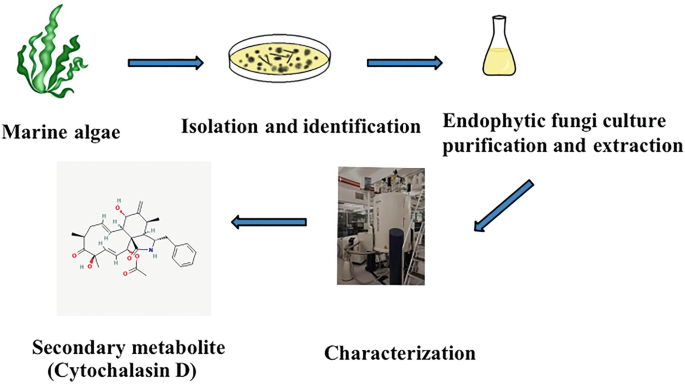 Marine Algal-Derived Endophytic Fungi: Secondary Metabolites and ...