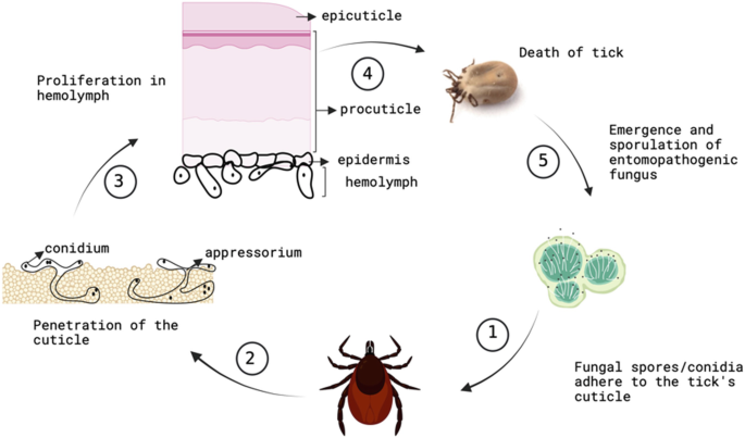 Using Entomopathogenic Fungi for Tick Control | Springer Nature Link