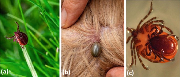 Basic Biology of Ticks | SpringerLink