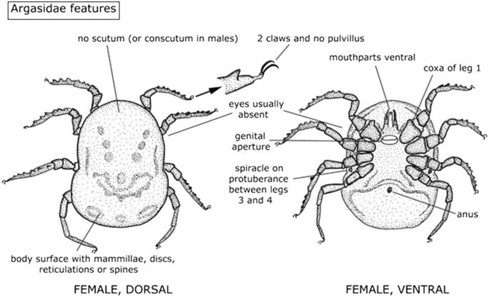 Basic Biology of Ticks | SpringerLink