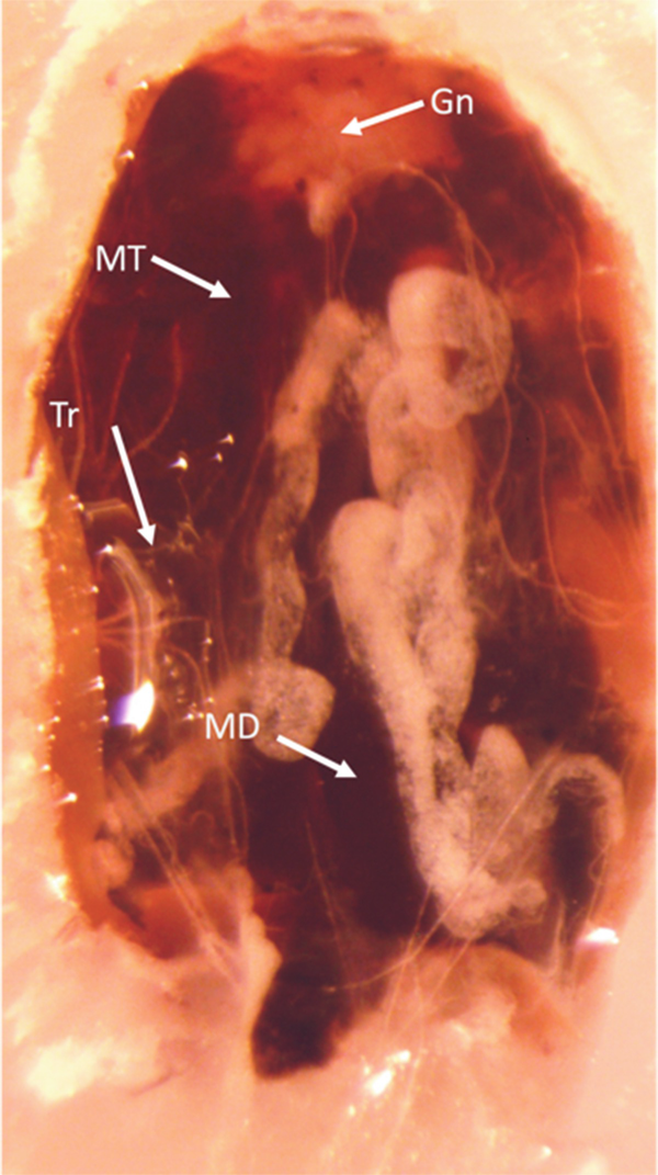 Basic Biology of Ticks | SpringerLink