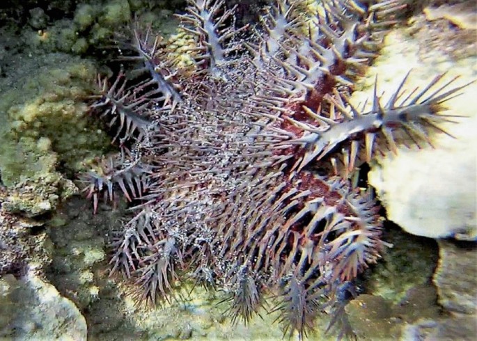 Exploring Crown-of-Thorns Starfish and Marine Ecology: Utilizing Deep ...
