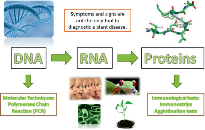 Molecular Diagnostics of Plant Viruses, Viroids, and Phytoplasma: An ...