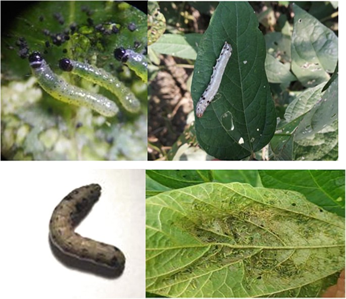 Tobacco Caterpillar: Taxonomy, Biology, and Management | SpringerLink