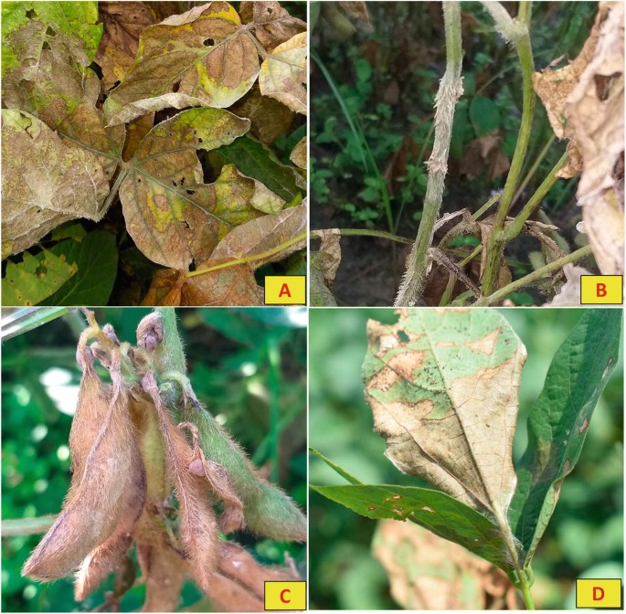 Rhizoctonia Aerial Blight: Symptomatology, Epidemiology, and Management ...