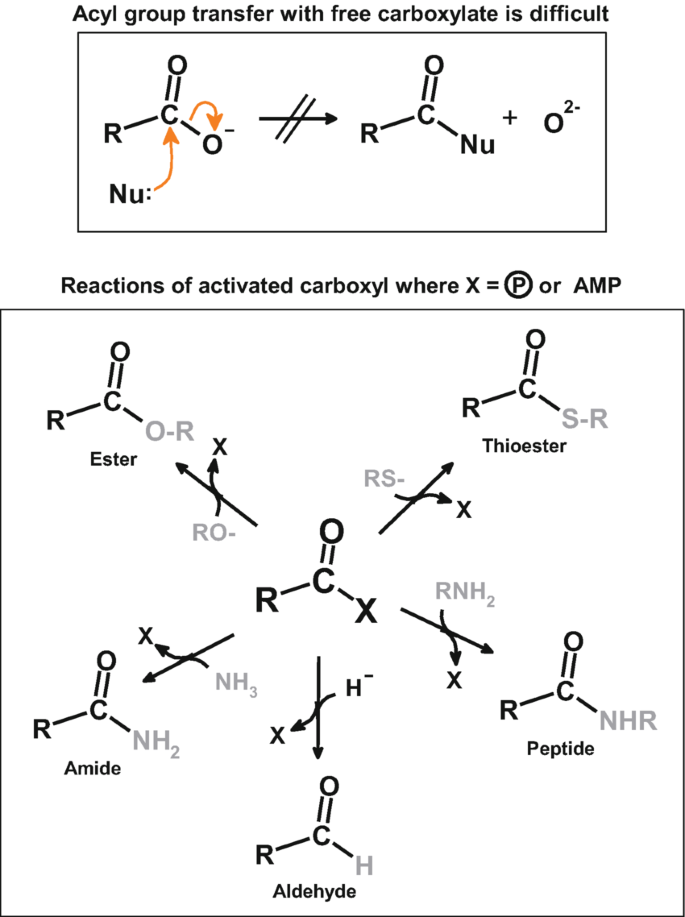 Phosphoryl Group Chemistry and Importance of ATP | SpringerLink