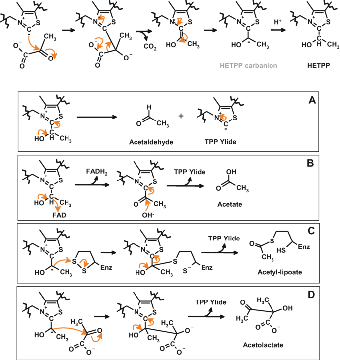 Carboxylations and Decarboxylations | SpringerLink