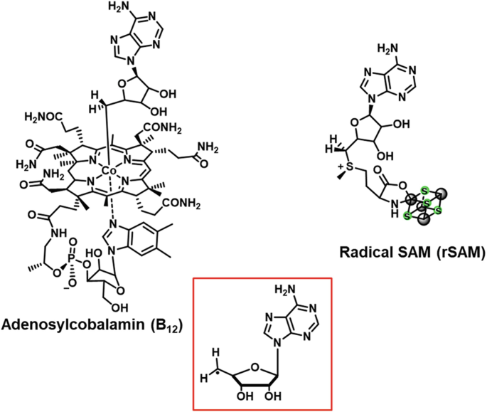 Free Radicals and Radical Enzymology | SpringerLink