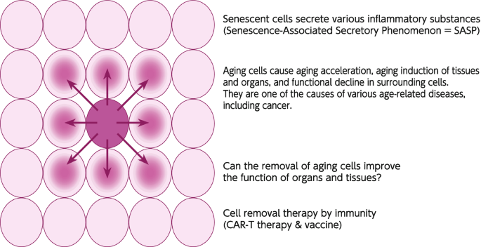 Senescent Cells and Antiaging Medicine: Selective Removal of Senescent ...