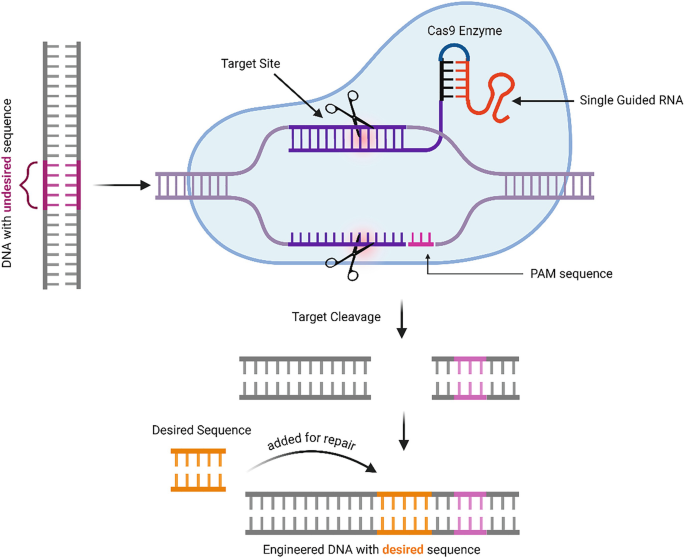 CRISPR/Cas9-Based Genome Engineering in Plants for Enhancing Disease ...