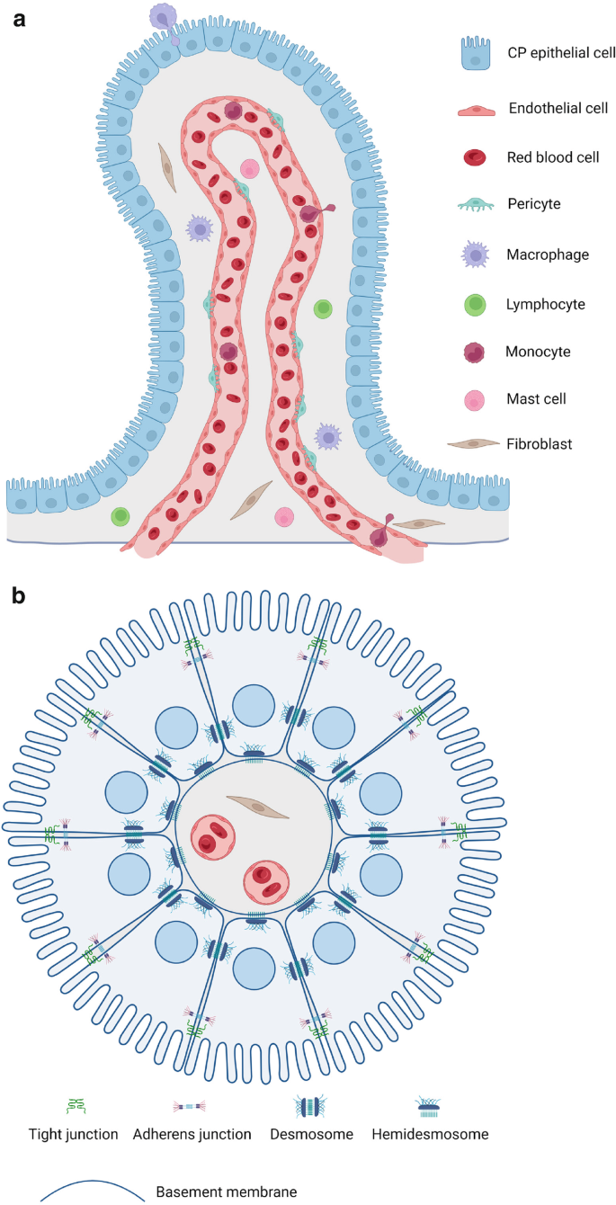 An Overview of Human Choroid Plexus Structure and Transport Functions | SpringerLink