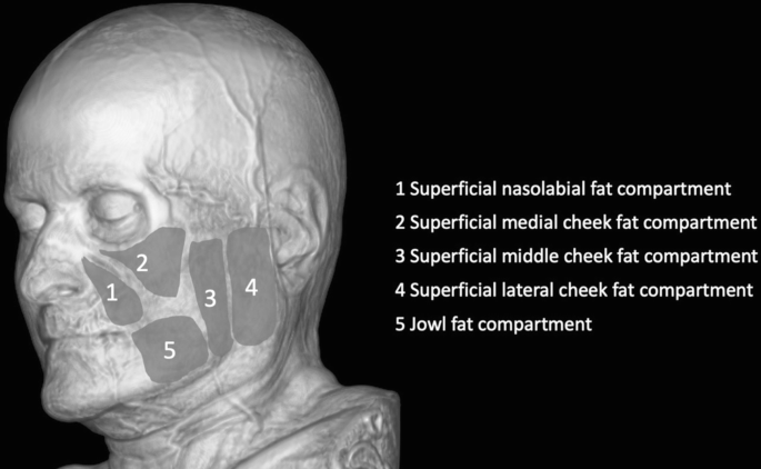 Anatomy of the Face and Its Relevance for Minimally Invasive Procedures ...