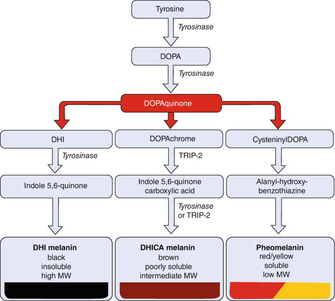 Pigmentation: Pathogenesis and Management | SpringerLink