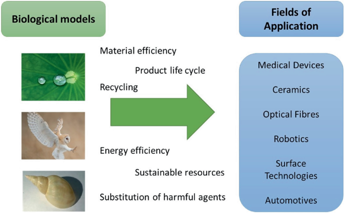 Nature’s Blueprints: Biomimicry and the Evolution of Sustainable ...