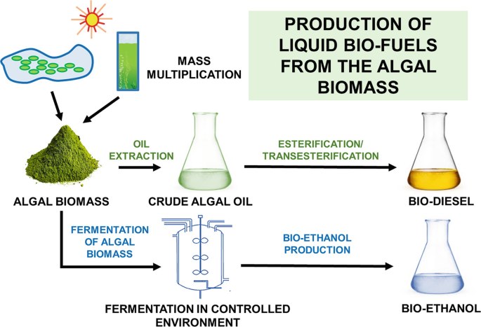 Biofuel Production from Microalgae | Springer Nature Link (formerly ...