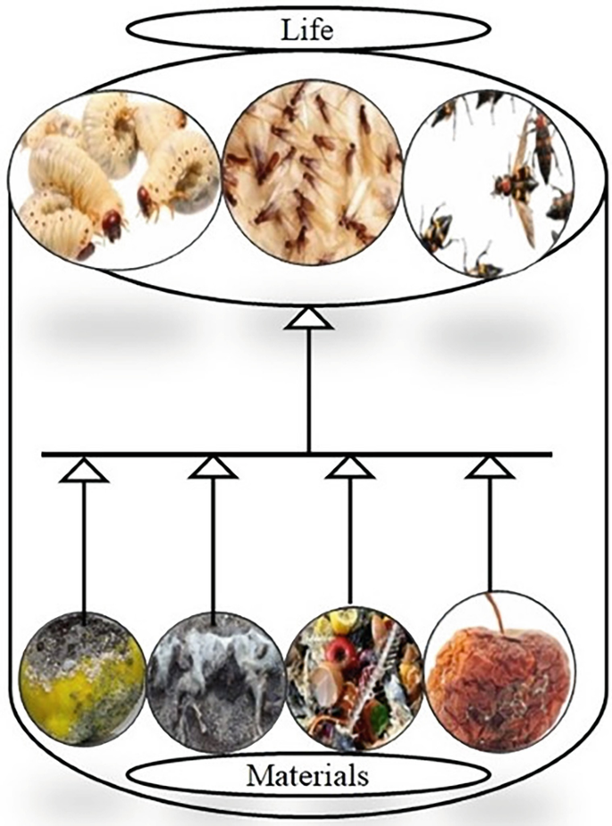 From Atoms to Life: Evolution of Divergent Forms of Organisms on Planet ...