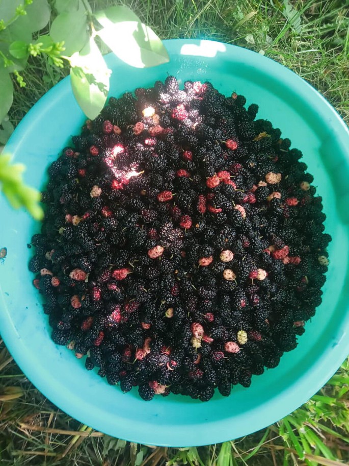 Mulberry a Magic Berry and Its Fermentation: An Overview | SpringerLink