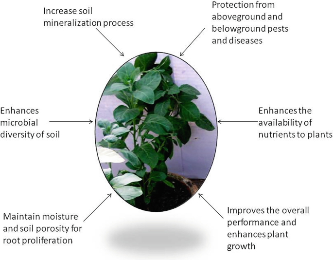 Sustainable Management of Plant Parasitic Nematodes with Vermicompost ...