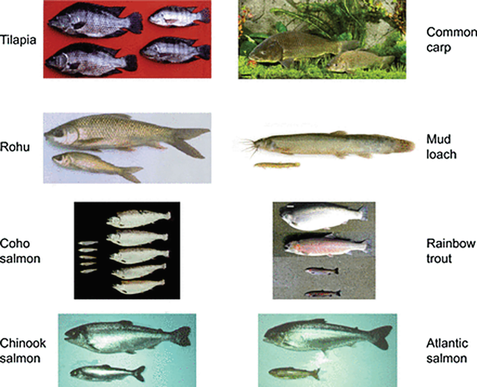 Genetically Modified Organisms and Their Impact on Biodiversity ...