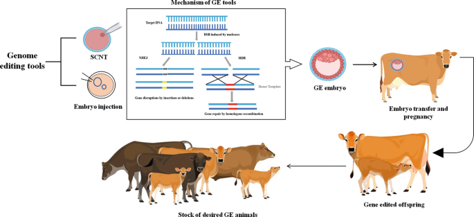 Genome Editing Strategies for Enhanced Livestock and Biomedical ...