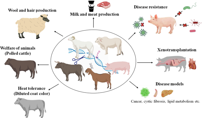 Genome Editing Strategies for Enhanced Livestock and Biomedical ...