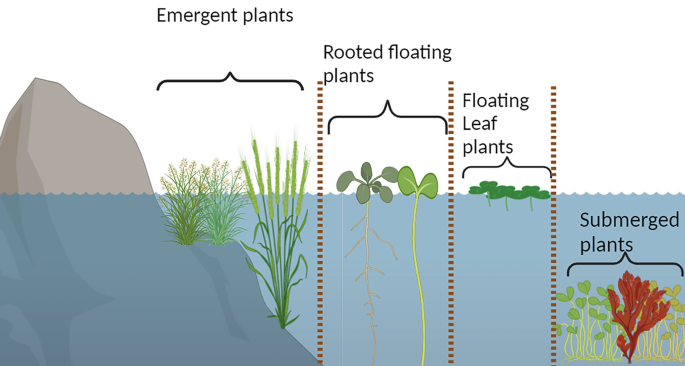 Impact of Climate Change on Aquatic Flora and Fauna | SpringerLink