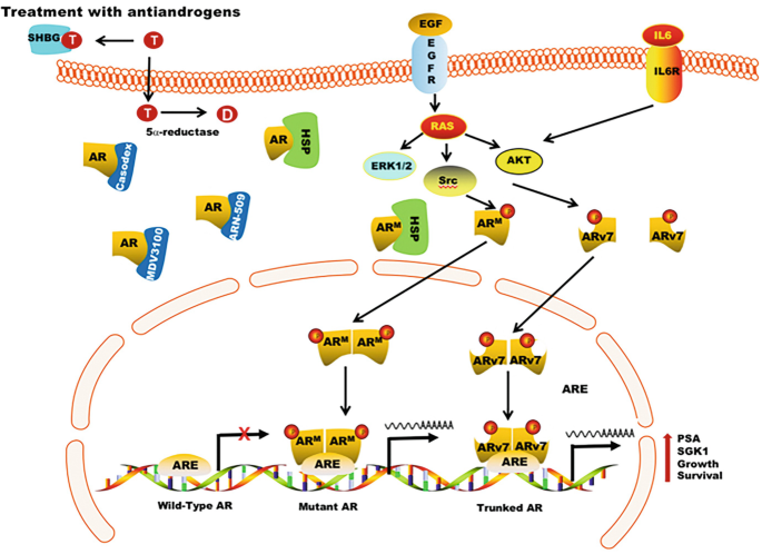 Androgen Receptor Signaling: A Central and Evolving Theme in Prostate ...