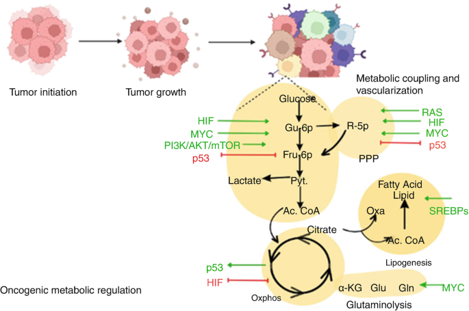 Crucial Metabolic Networks: Cancer Progression | SpringerLink