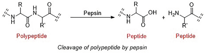 Introduction to Vomitus and Its Forensic Analysis | SpringerLink
