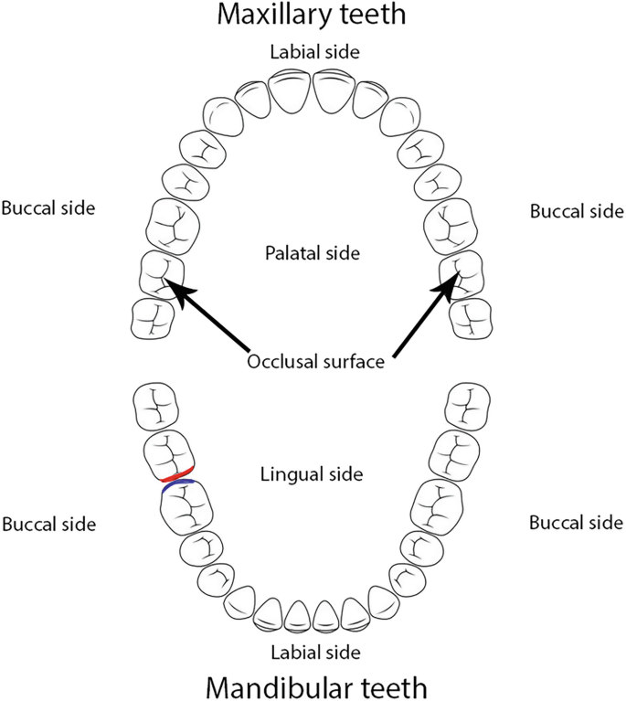 Forensic Odontology | SpringerLink