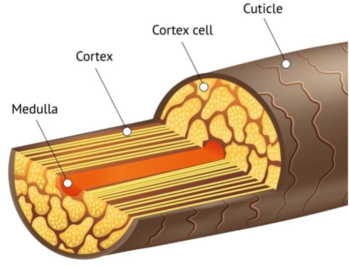 Hair Analysis | SpringerLink