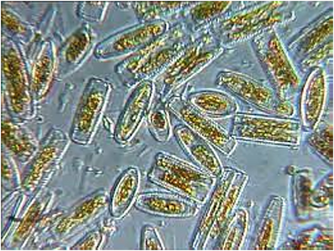 Diatom Testing | SpringerLink