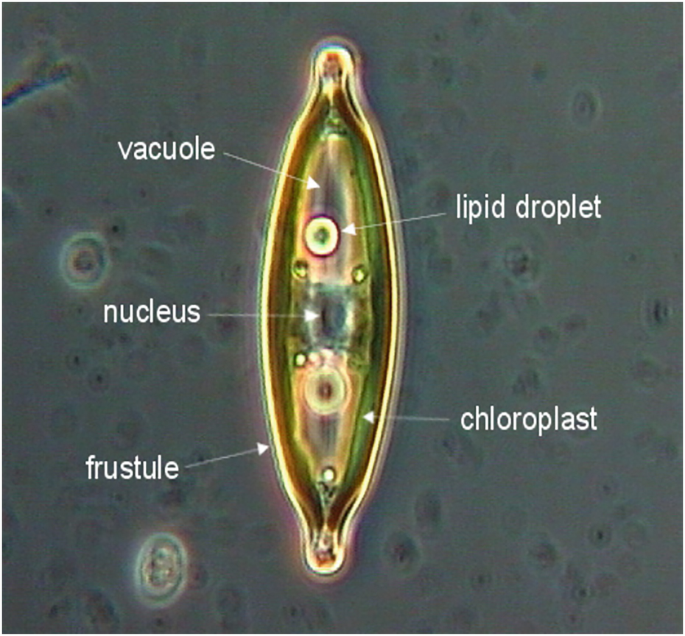 Diatom Testing | SpringerLink