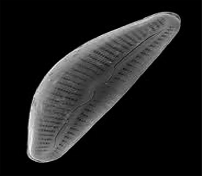 Diatom Testing | SpringerLink