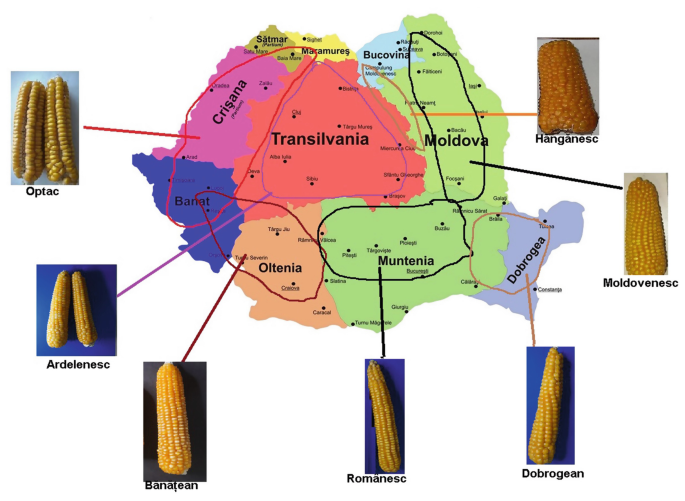 Romania Maize Gene Bank | Springer Nature Link
