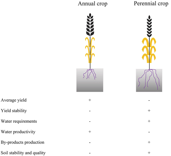Biodiversity of Cereal Crops and Utilization in Food and Nutritional ...
