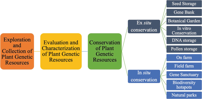 Micropropagation Applications in Conservation of Horticultural Crops | SpringerLink