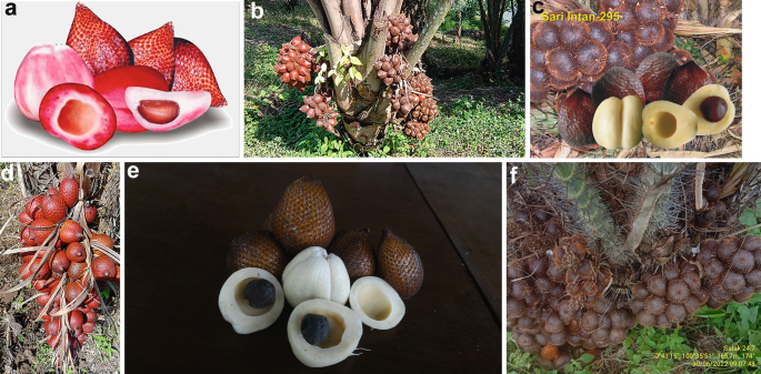 Biodiversity of Fruit Crops and Utilization in Food and Nutritional ...